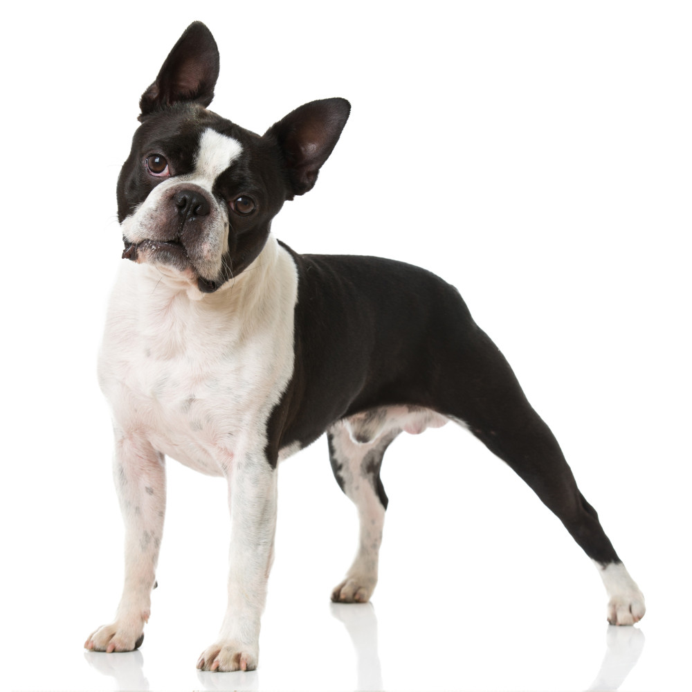 Hvor gammel kan din hund egentlig blive?