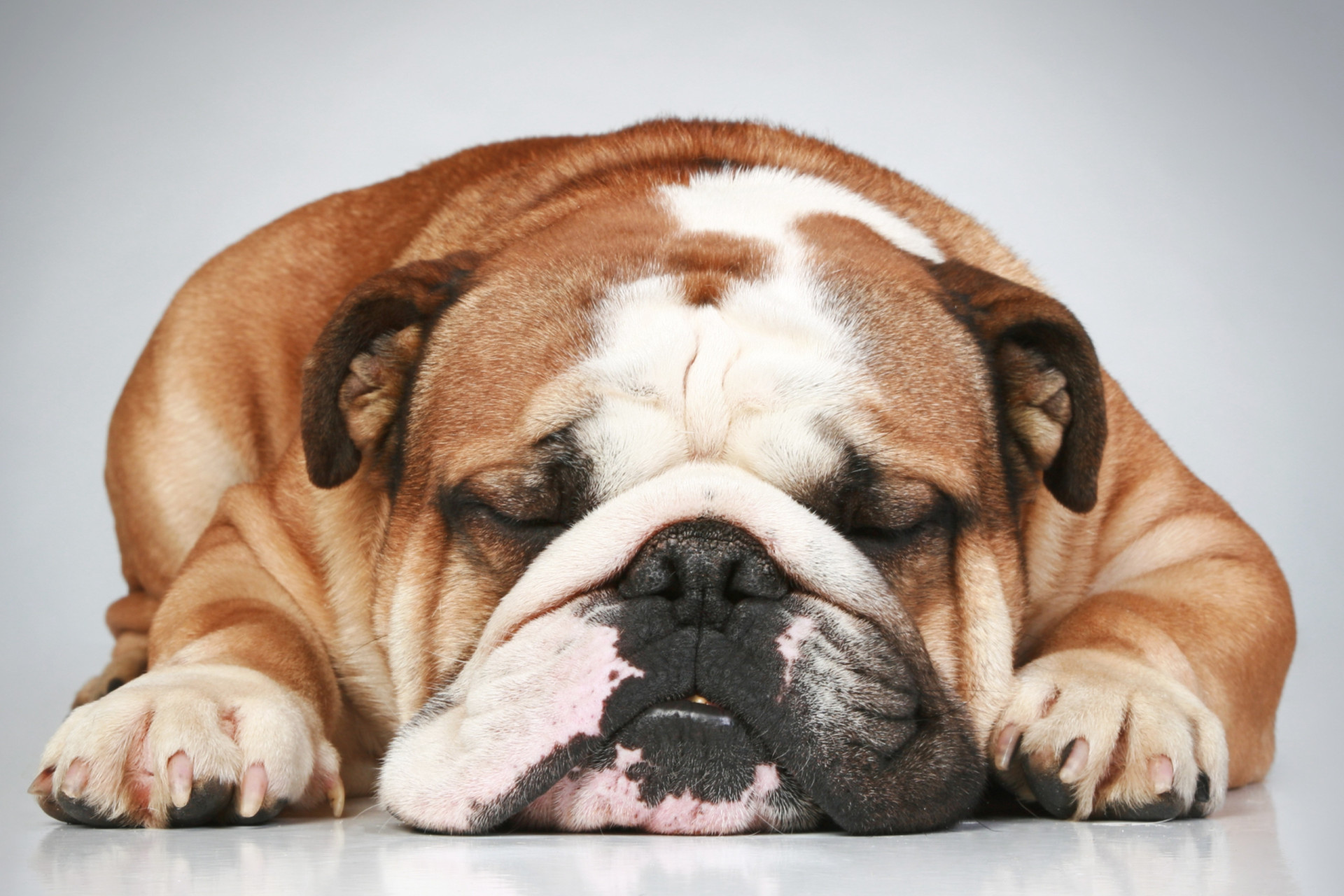 Hvor gammel kan din hund egentlig blive?