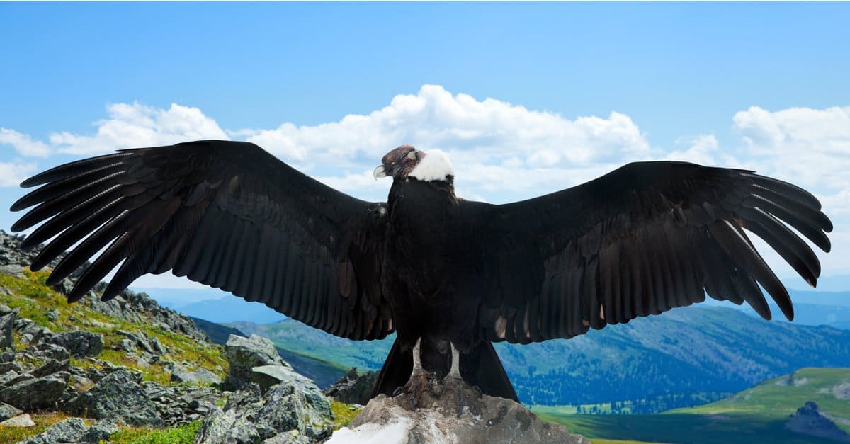 Meet the largest birds ever to walk and fly