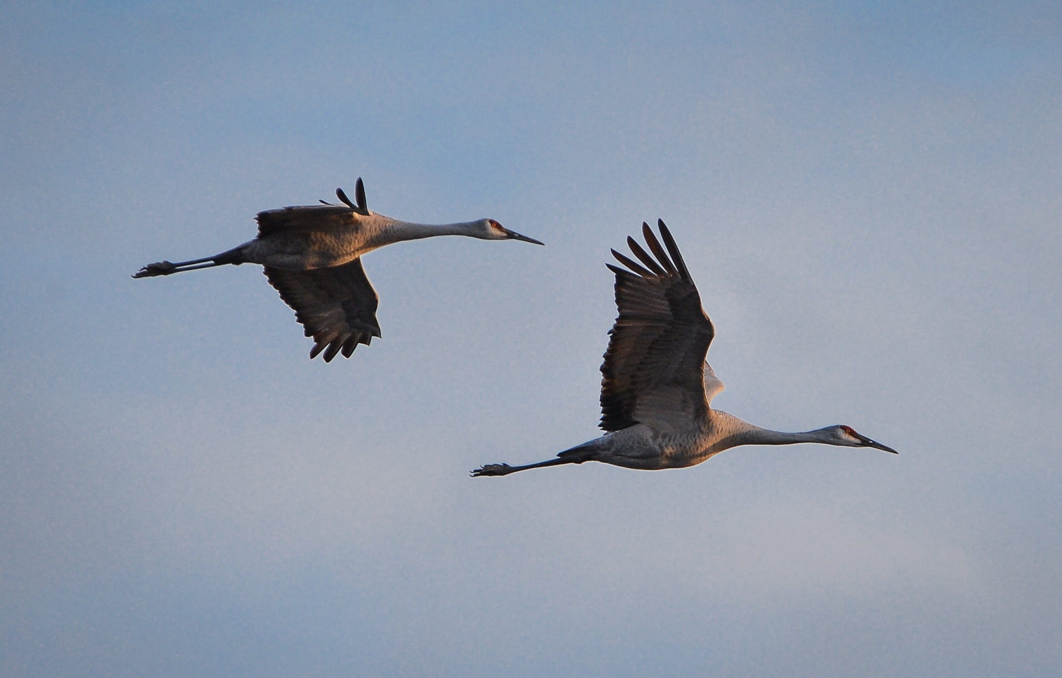 Die-off of hundreds of sandhill cranes in Indiana heightens concerns ...
