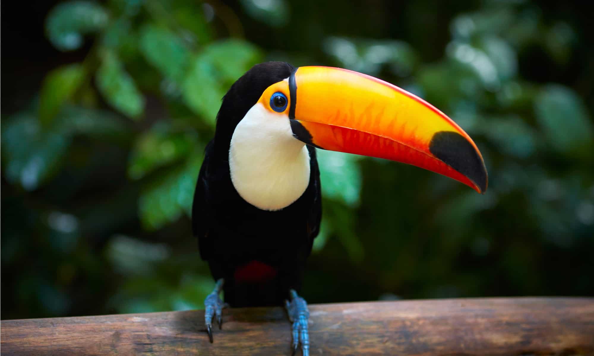 10 of the Most Common Animals in the Amazon Rainforest