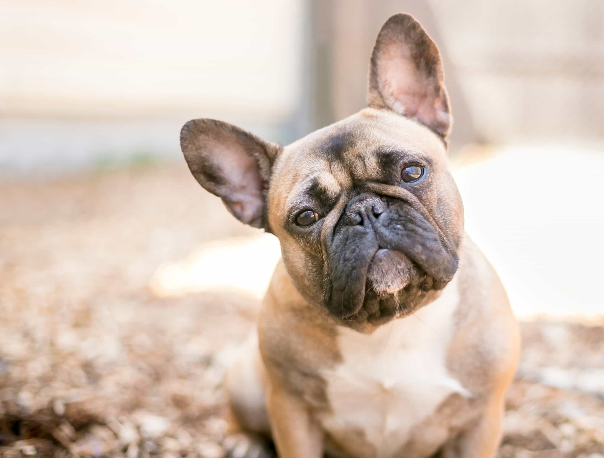 Common health problems for popular dog breeds