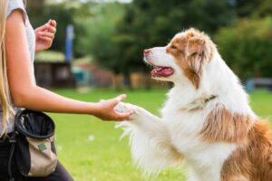 Why using consistent dog training signals stops bad behavior