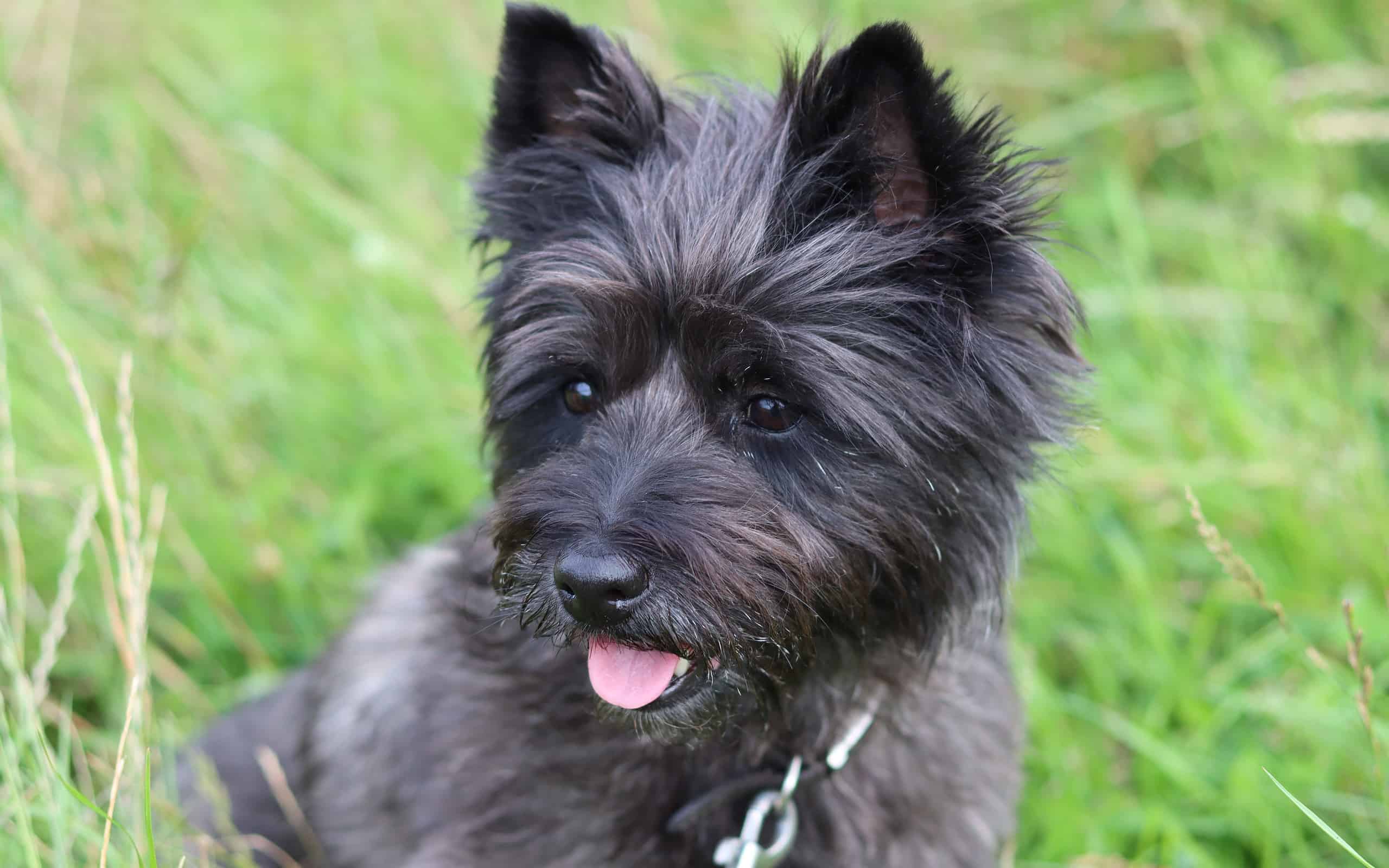 These Are the Healthiest Dog Breeds