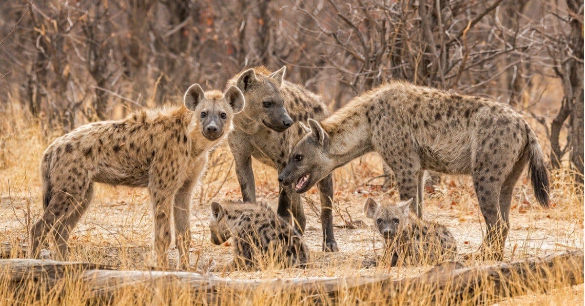 Hyena vs. Wild Dog: Who Would Win In A Fight?