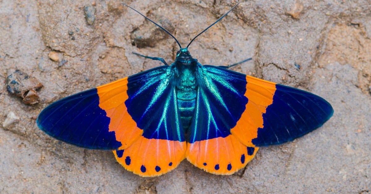 Meet the Moths That Are More Beautiful Than Butterflies