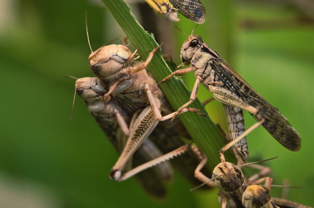 Scientists rewrite the rules of swarming locusts