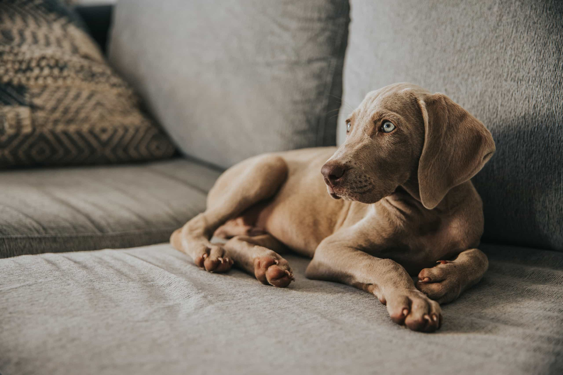 Health problems linked to popular dog breeds