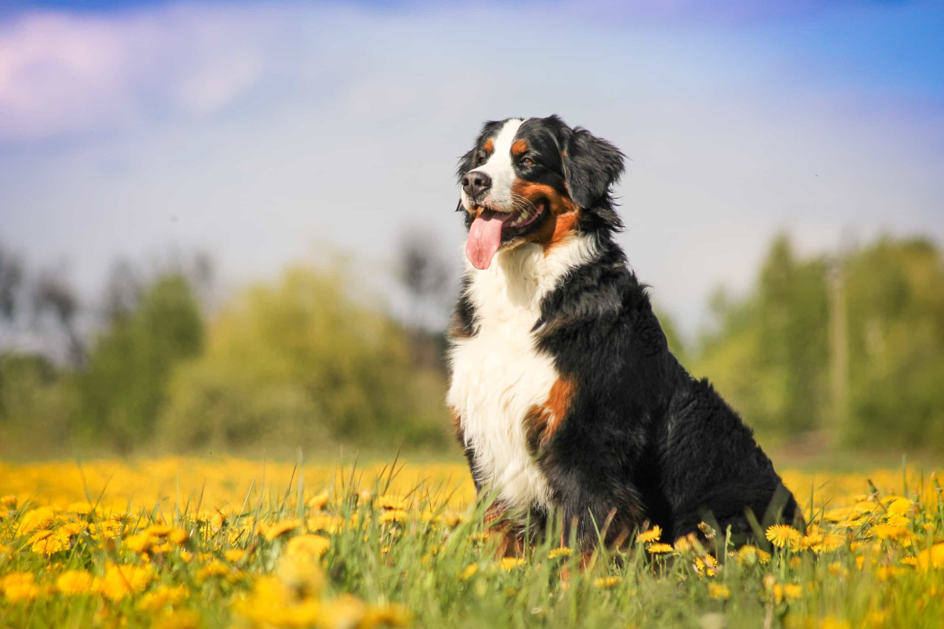 Health problems linked to popular dog breeds