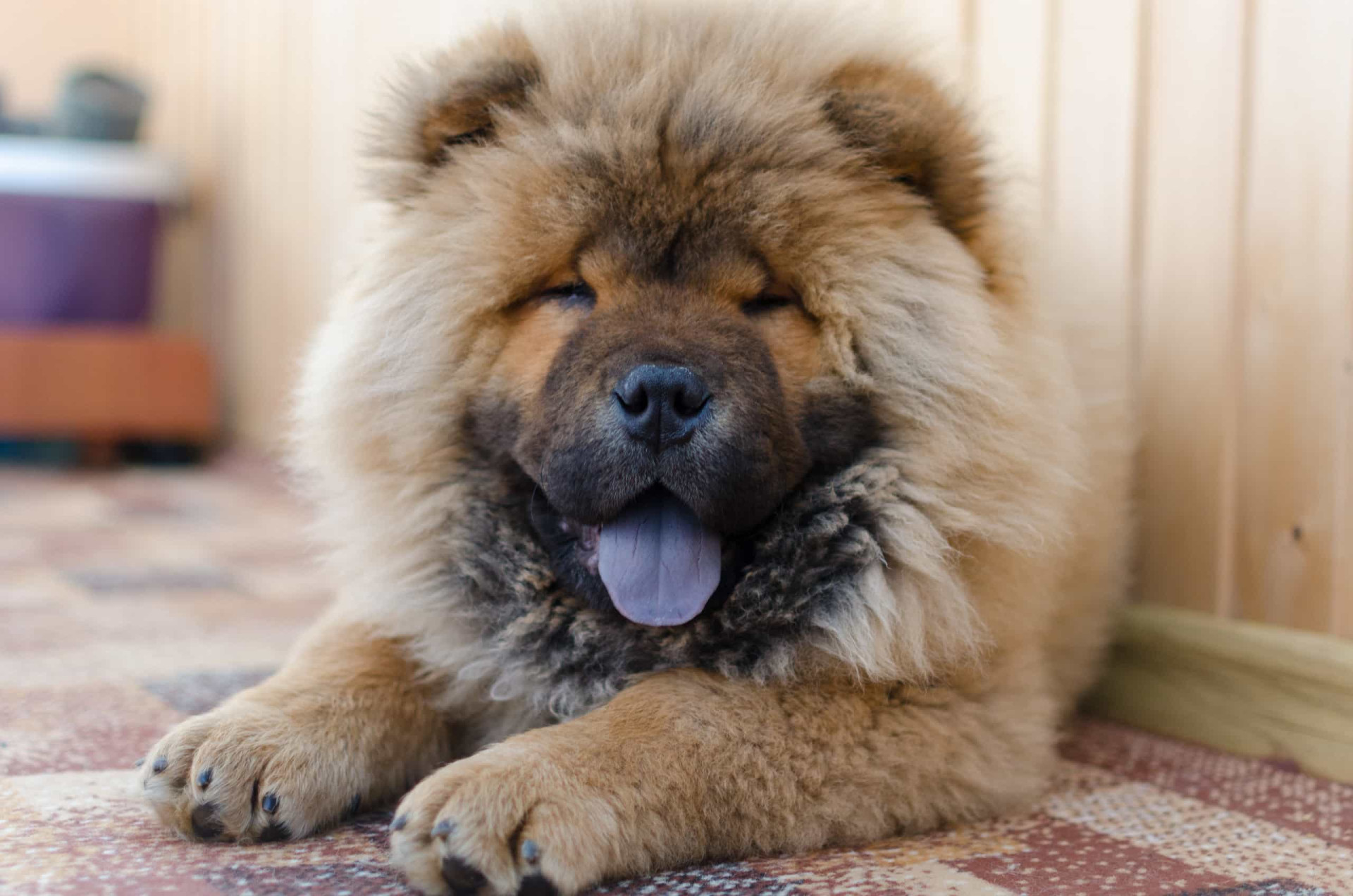 Common health problems for popular dog breeds