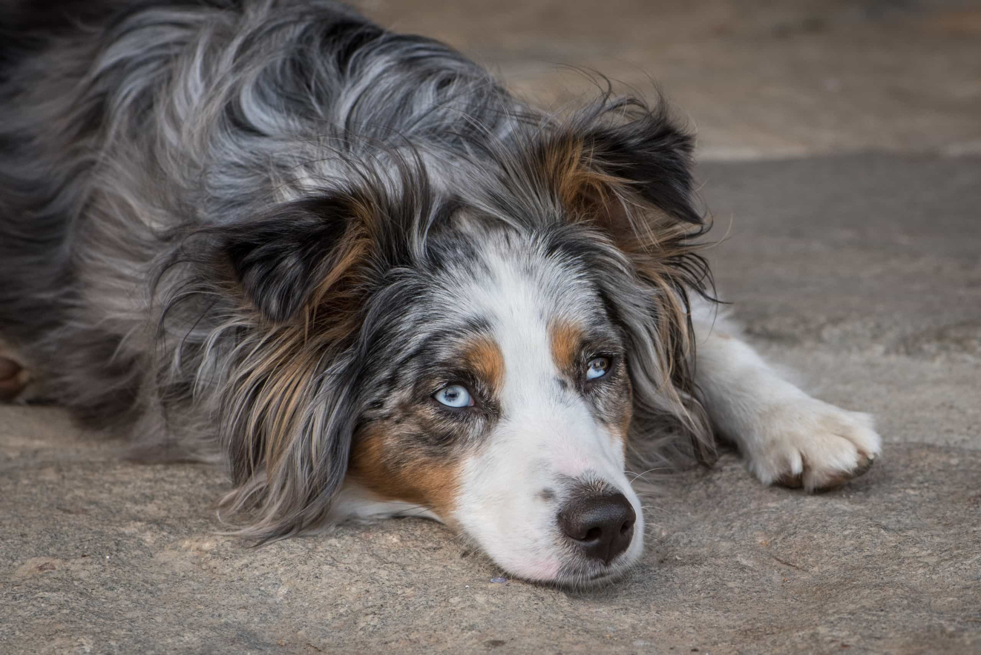 Common health problems for popular dog breeds