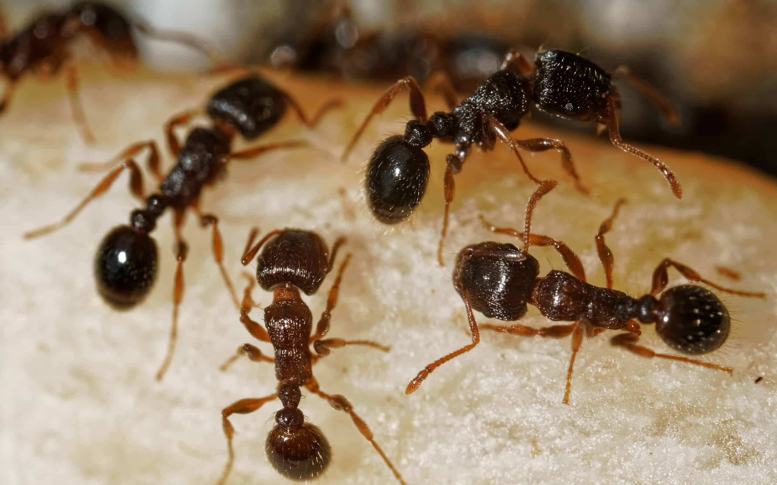 9 Best Kinds of Ants for Beginner Ant Farms