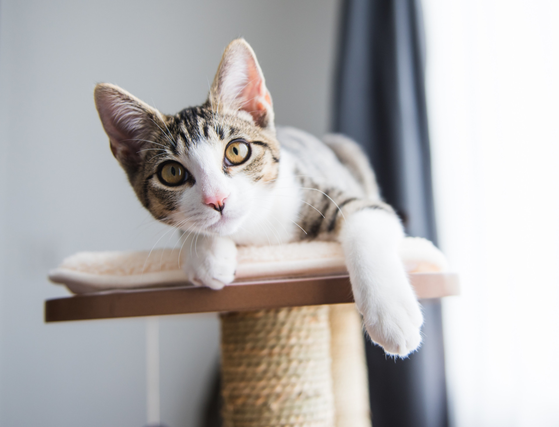 Hvorfor freser kattene og hva prøver de å fortelle?