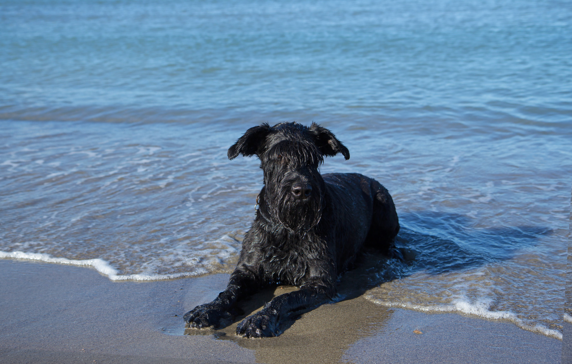 100 unique name ideas for your pet dog
