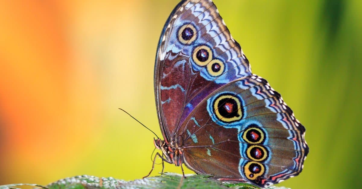 10 of the Rarest Butterflies In The World
