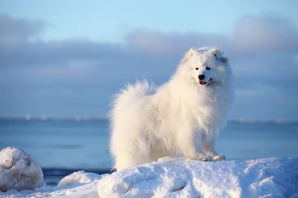 The Most Beautiful Dog Breeds in the World