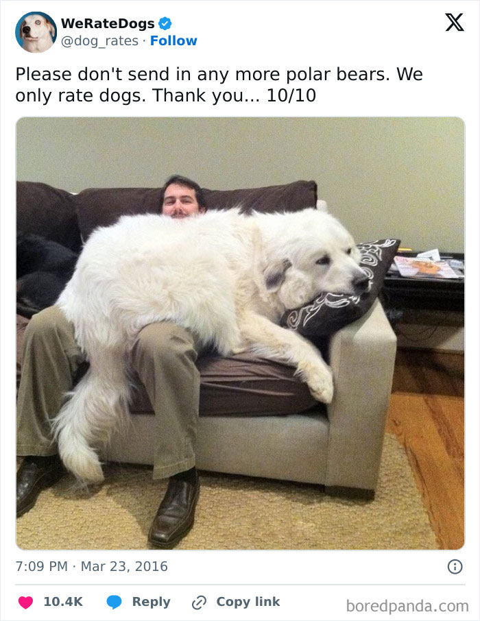 49 dogs that are absolute units and don’t know how big they are