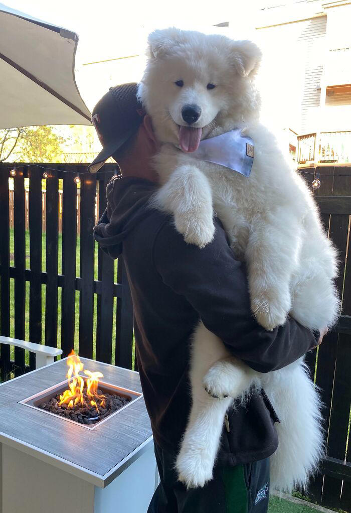 49 dogs that are absolute units and don’t know how big they are