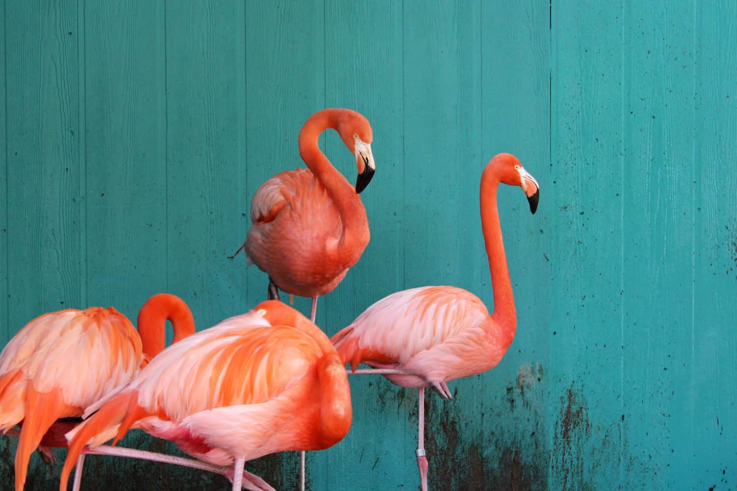 25 Facts That Make Flamingos Earth’s Coolest Bird