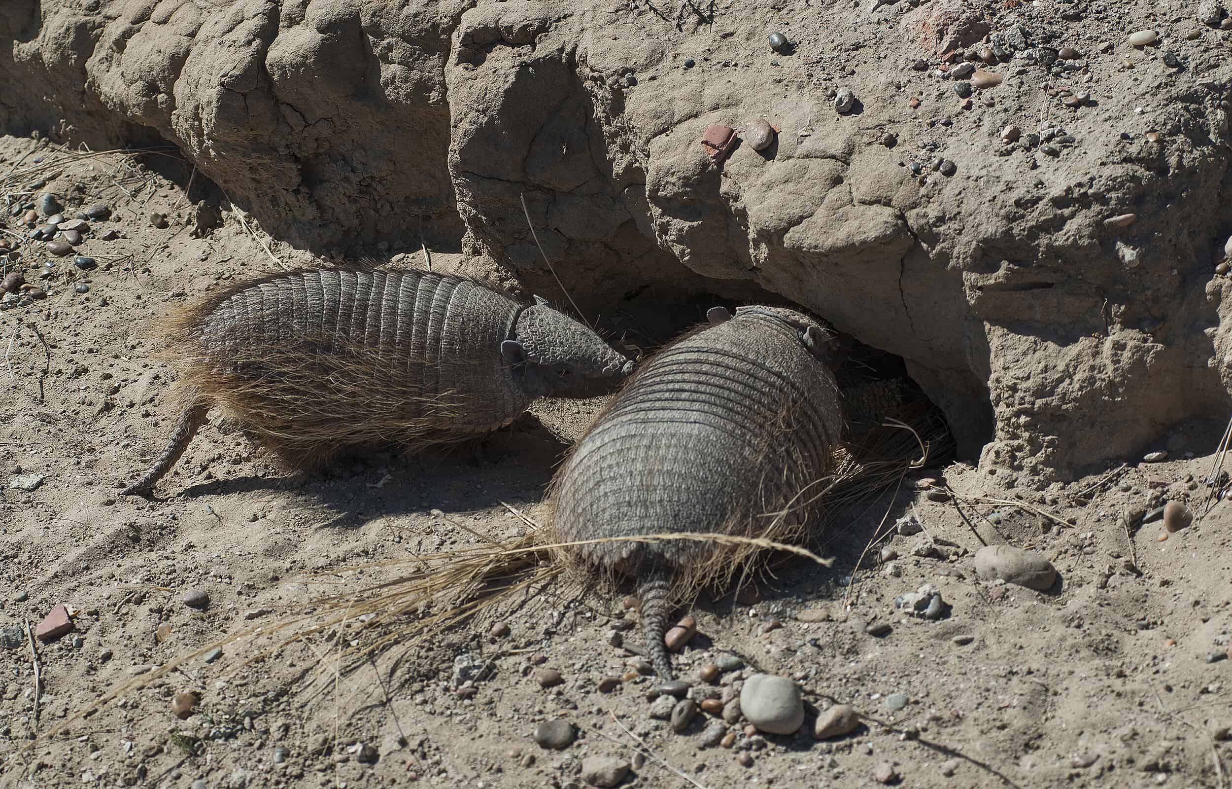 The 8 Smells That Armadillos Absolutely Hate