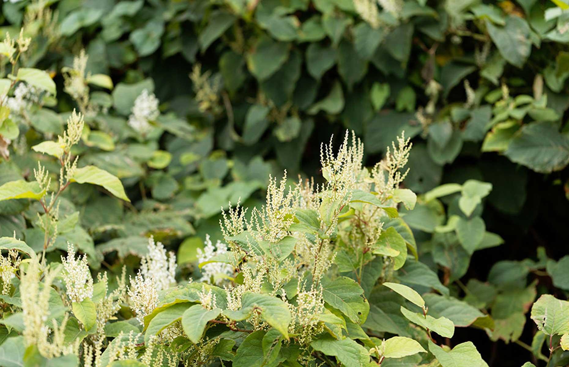 Did you know these 10 garden mistakes are decreasing your home’s value?