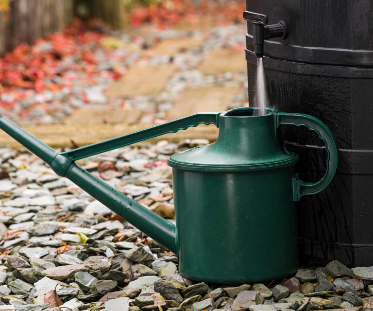 Rain chains vs rain barrels: which water management system is best ...