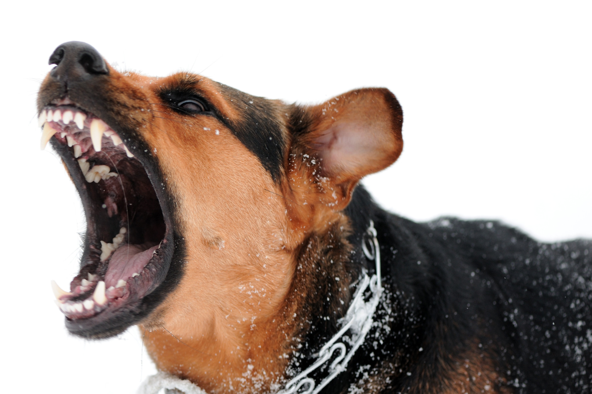 How to survive animal attacks