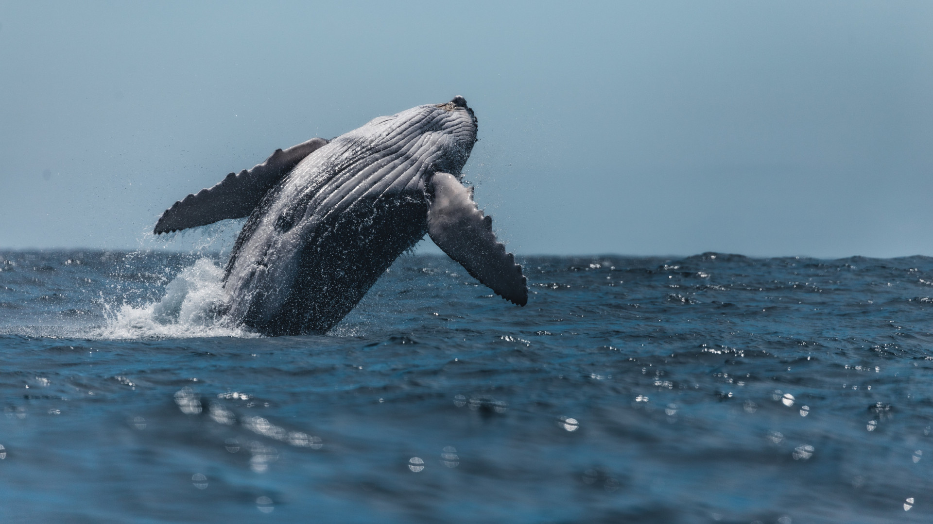 If you can hear these sounds, you're superhuman