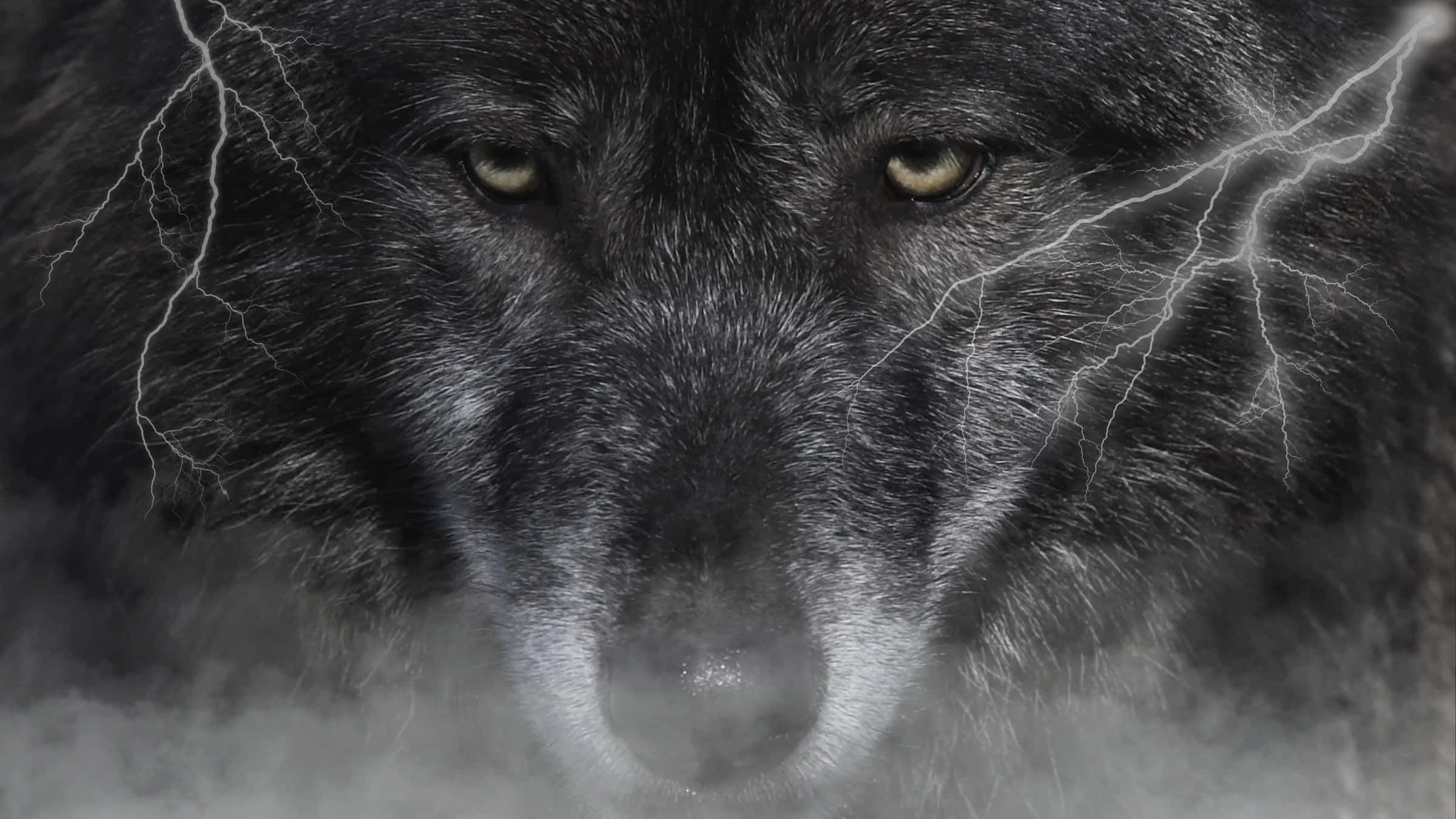 The 10 Largest Wolves in the World