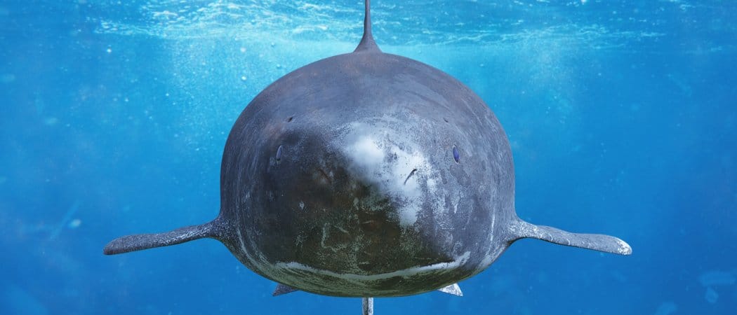 The 5 largest deep-sea sharks ever discovered