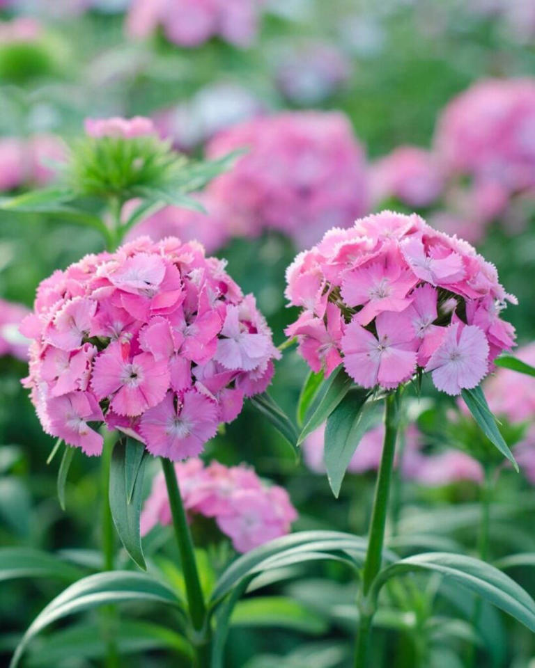 24 Easy Care Biennials to Grow in Your Garden