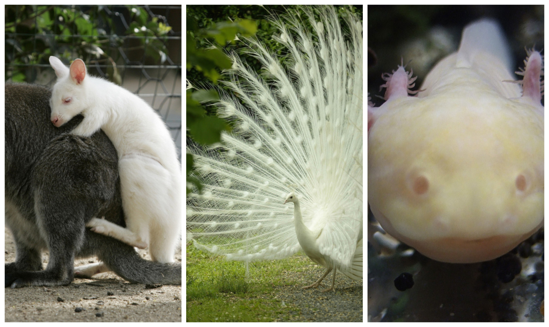 Admirez la beauté rare de ces animaux albinos