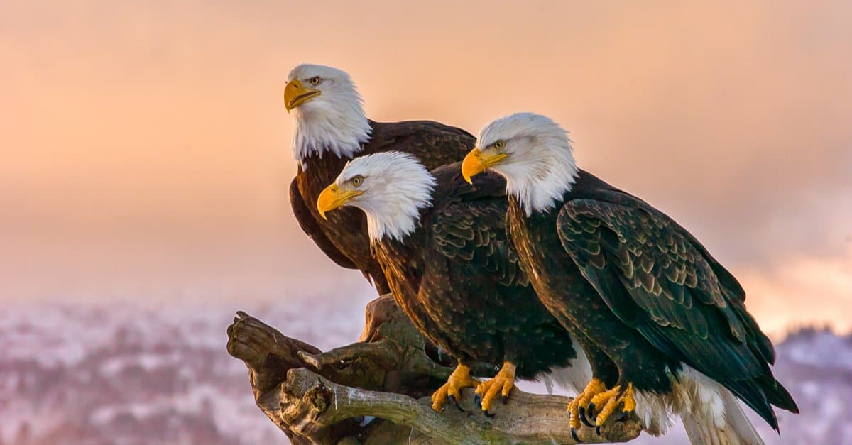 What predator can take down a bald eagle?