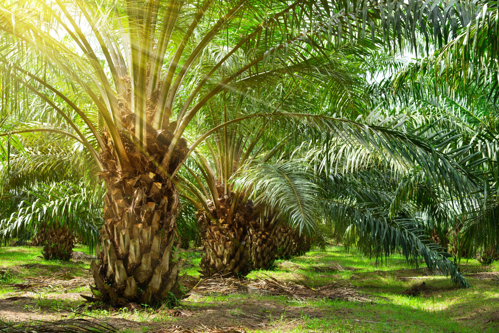 Why we need an alternative to palm oil
