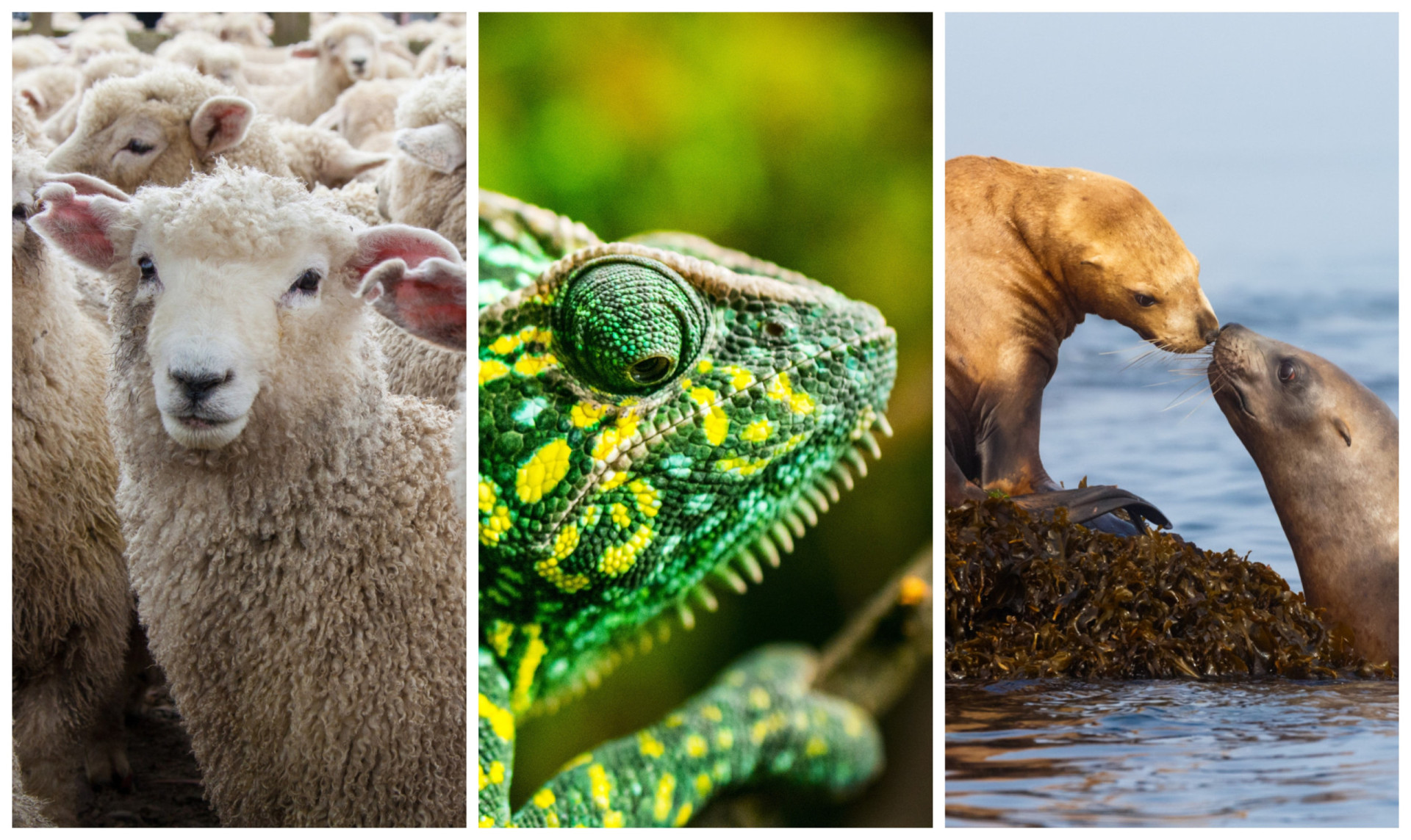 Les 30 animaux les plus intelligents de la planète Terre