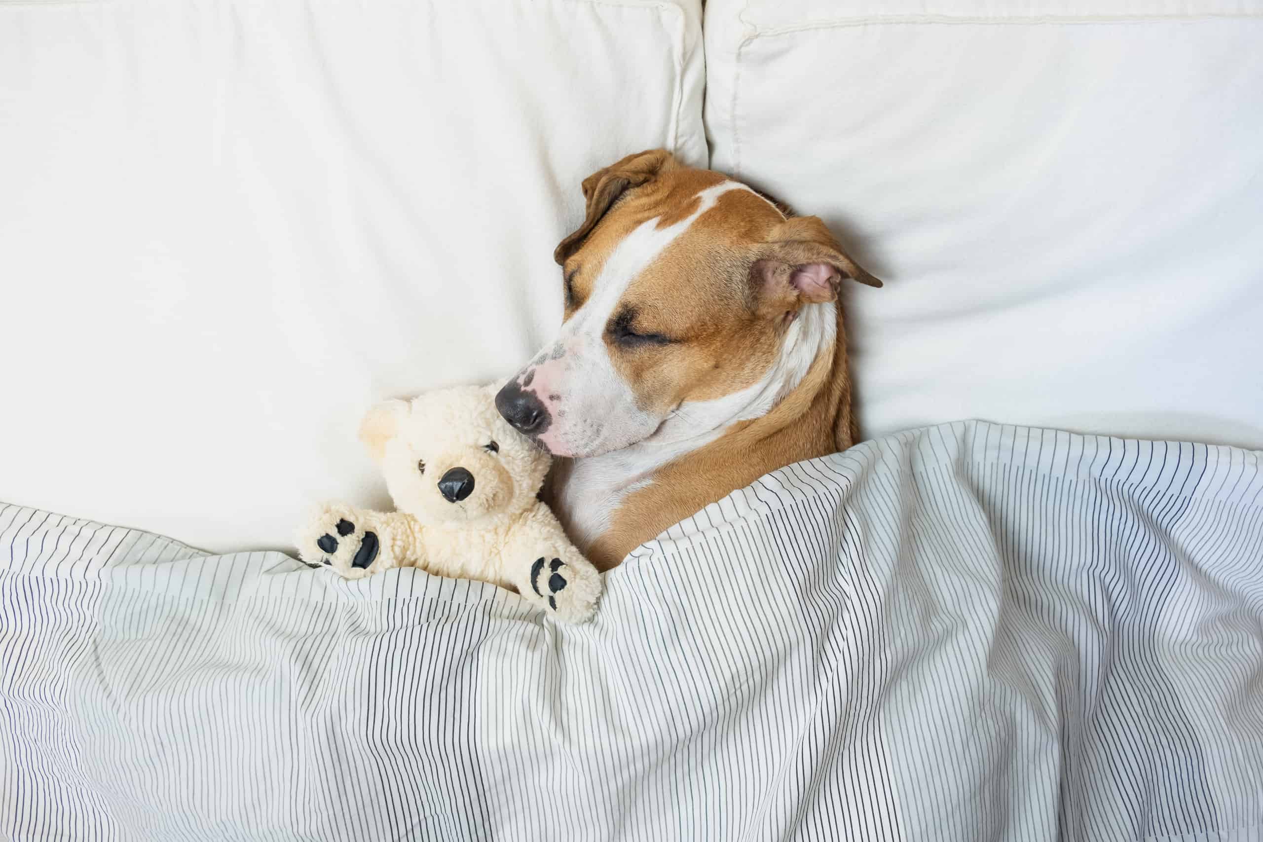 8 Most Common Dog Sleeping Positions and What They Mean