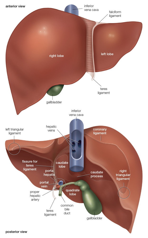 Cholangiocarcinoma: the bile duct cancer with a low survival rate