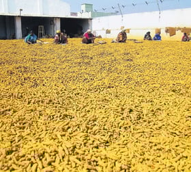 National Turmeric Board in Nizamabad becomes a reality