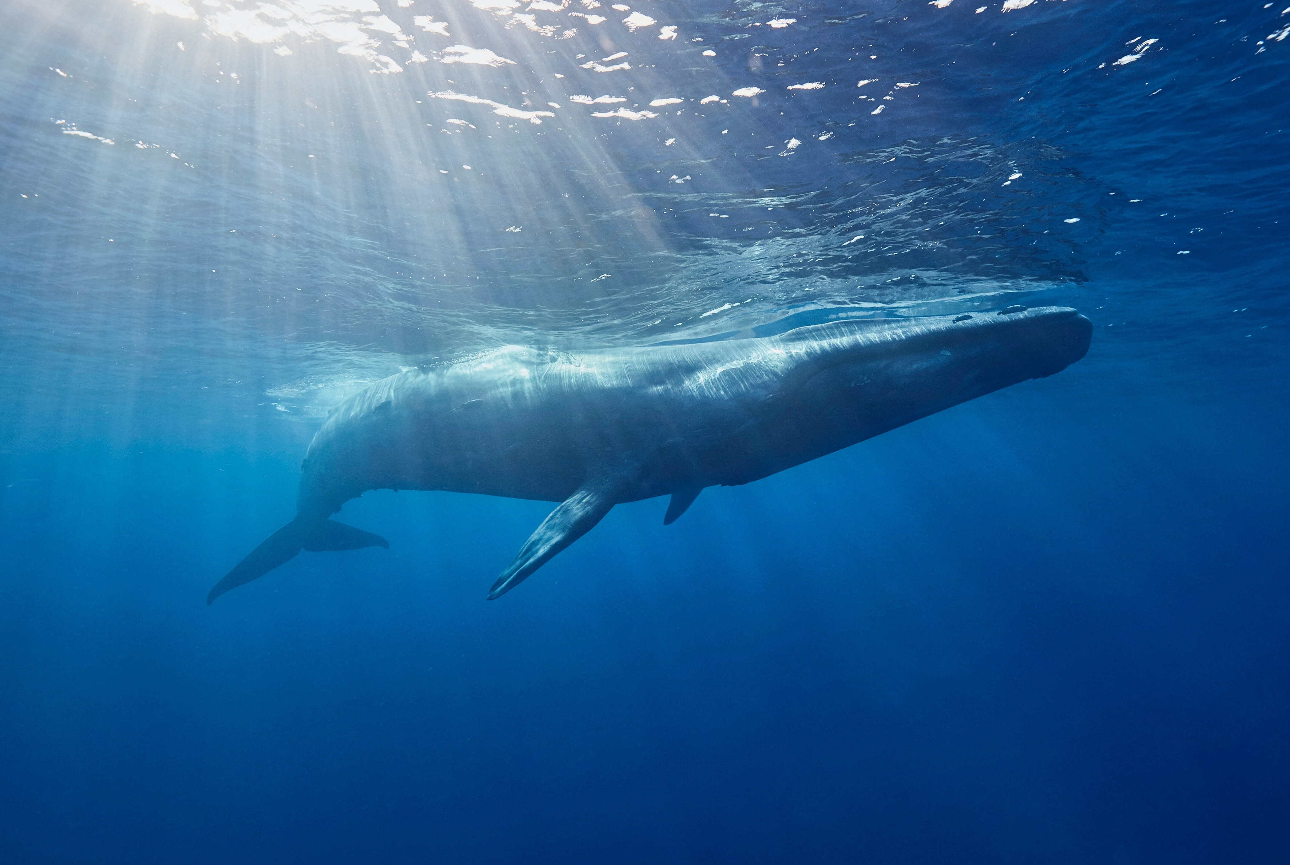 20 disturbing facts about whales, the giants of the sea