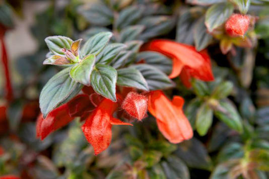 How to Plant and Grow for Goldfish Plant