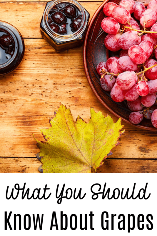 Fun Facts you Probably Don’t Know About Grapes