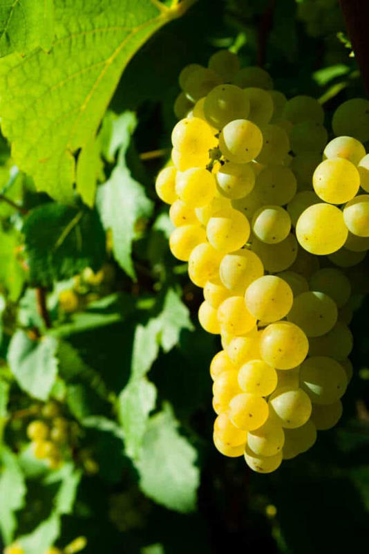 Fun Facts you Probably Don’t Know About Grapes