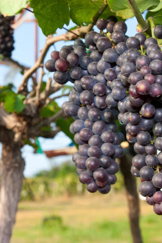 Fun Facts you Probably Don’t Know About Grapes