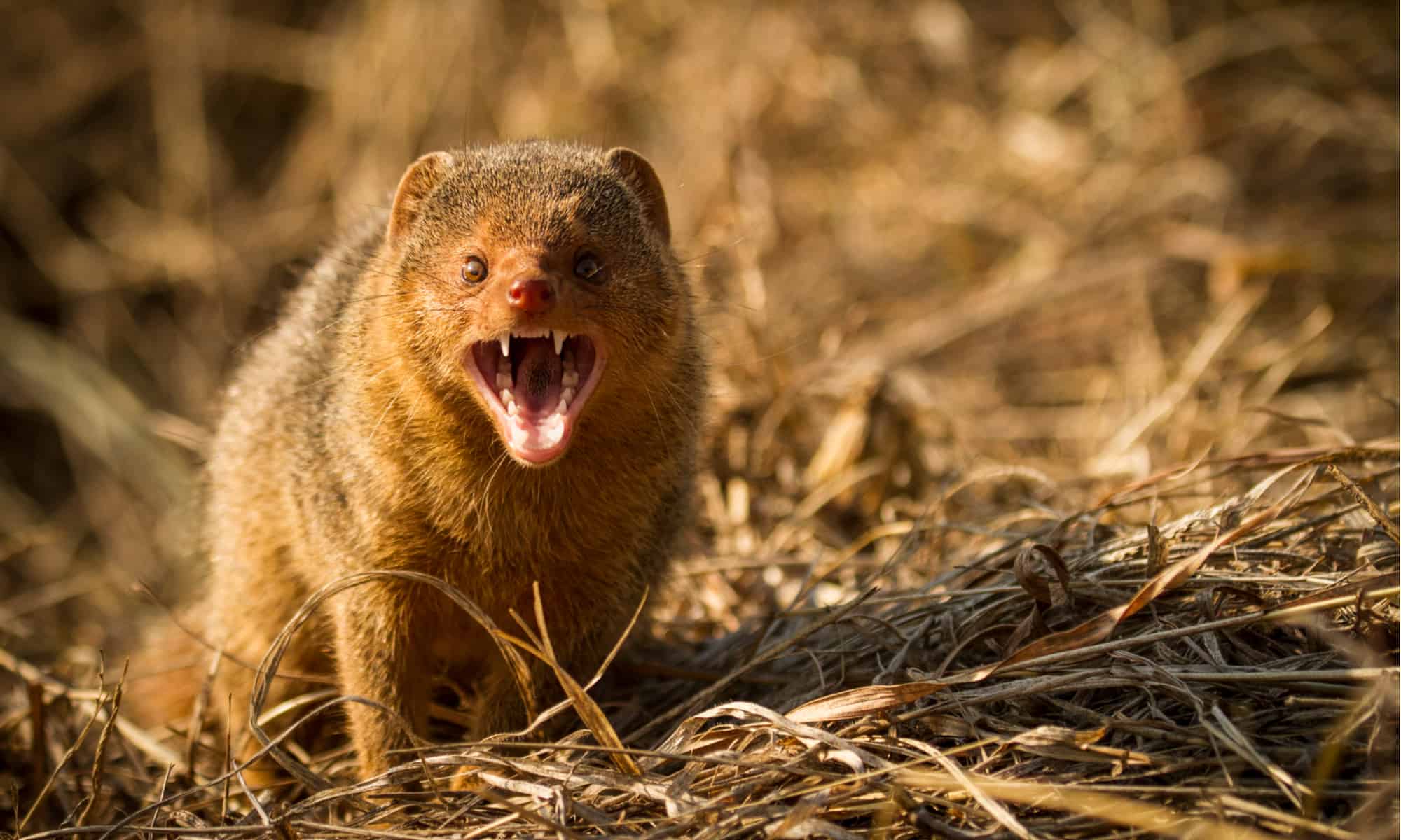 10 Animals That Say ‘Yes’ to Snakes for Supper