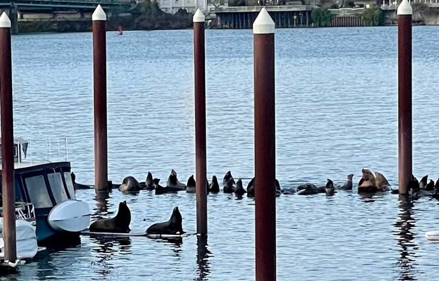 ODOT intends to buy portion of Hayden Island to offset impacts of I-5 ...