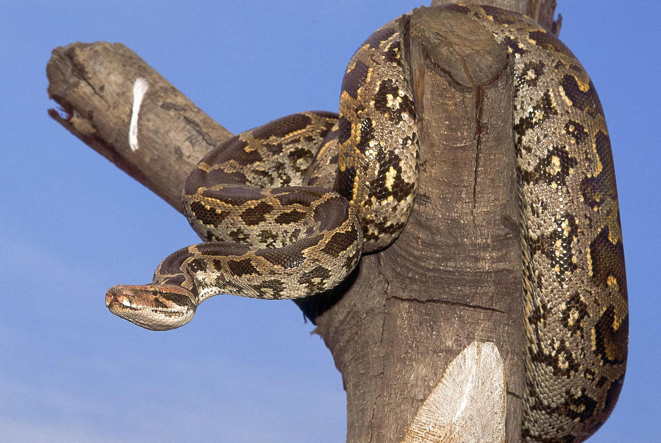 The World’s Most Massive Snakes and Where They Reside