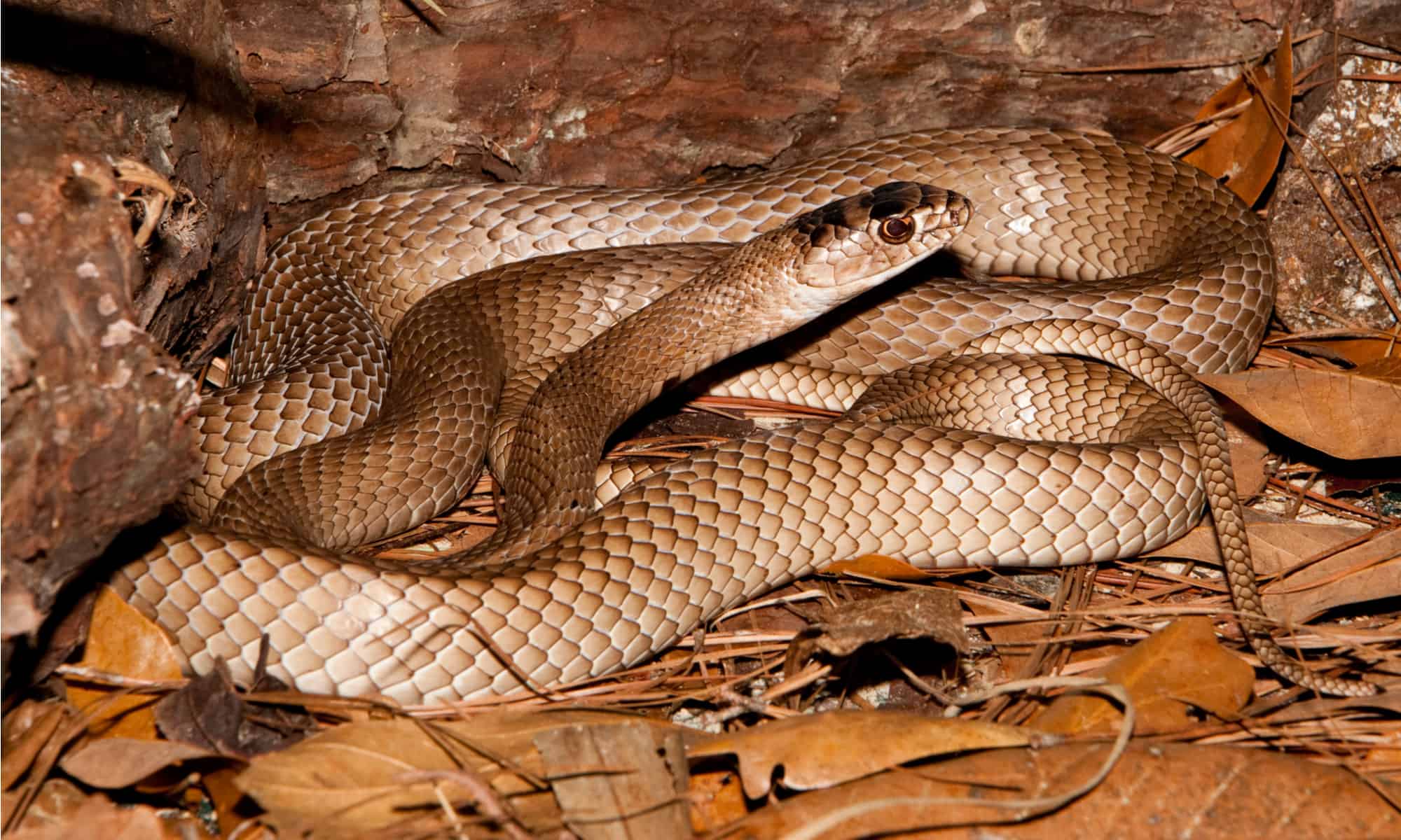 The coachwhip may be the fastest reptile you’ve never heard of