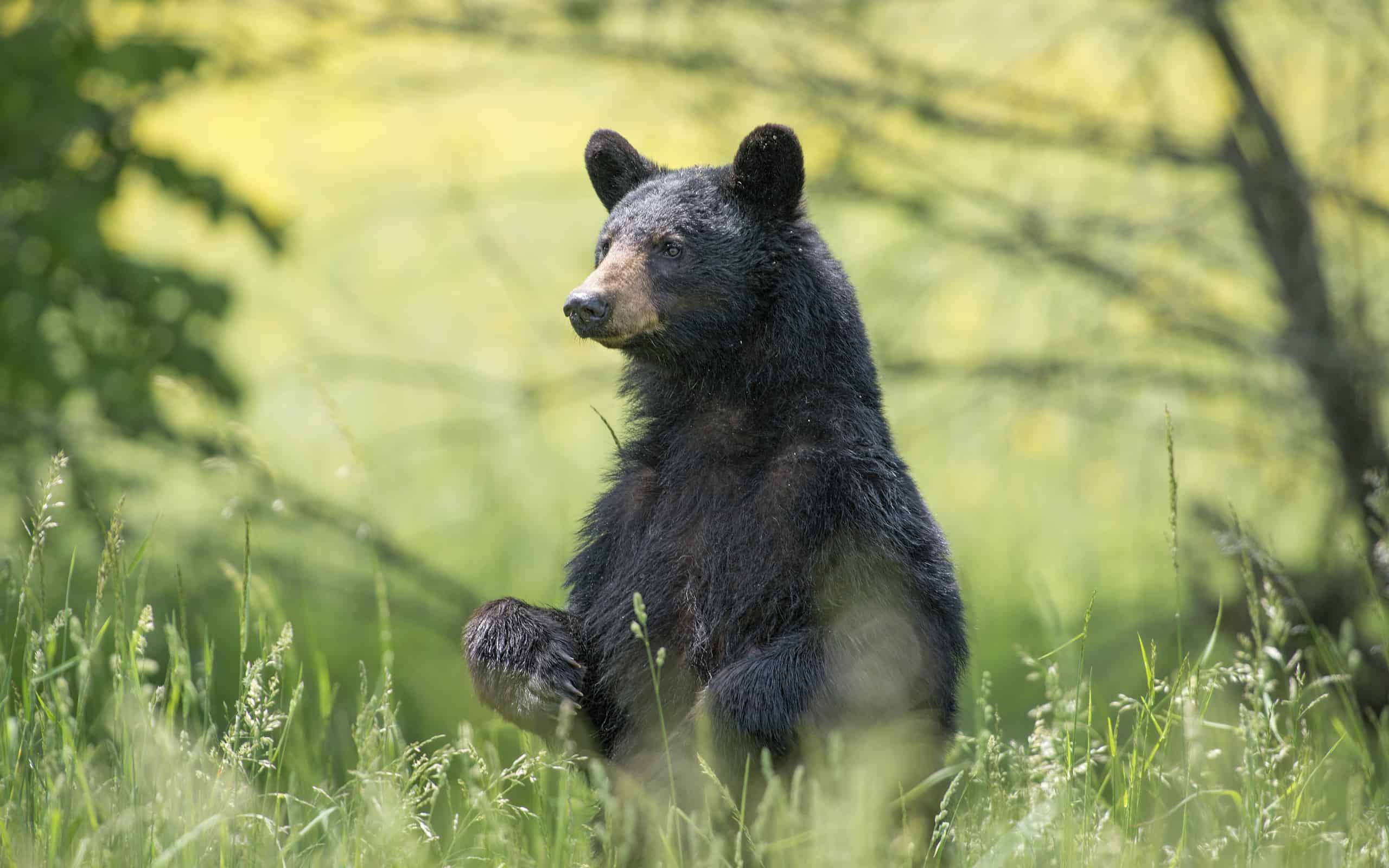 The Most Black Bear-Infested States in America