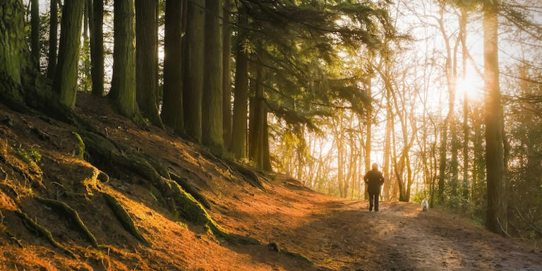 Achtung beim Spazieren - Sie riechen Maggi im Wald? Warum Sie dann ...