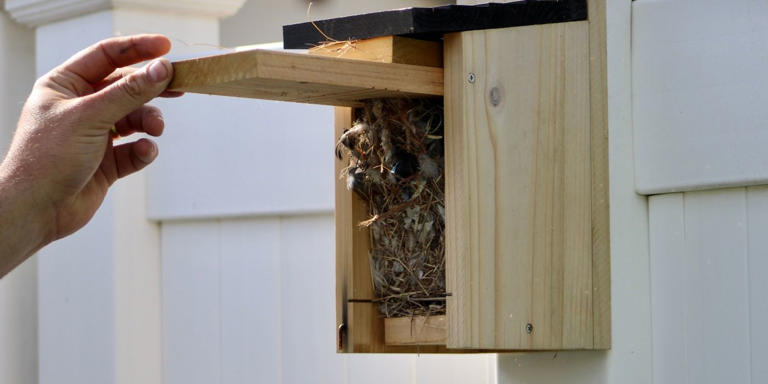 March Maintenance: A Guide to Cleaning Out Your Bird Houses